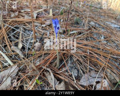 Dwarf Iris (Iris verna) Plantae Stock Photo - Alamy
