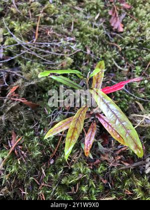 Korokio (Corokia buddleioides) Plantae Stock Photo - Alamy