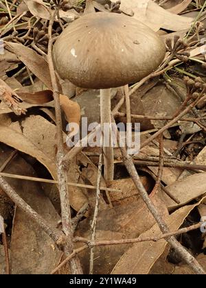 (Oudemansiella gigaspora) Fungi Stock Photo - Alamy