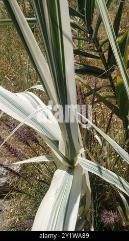Spanish reed (Arundo donax versicolor) Plantae Stock Photo - Alamy