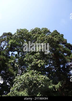 Chinese Gugertree (Schima superba), Plantae, 中国浙江省杭州市西湖区 Stock Photo ...