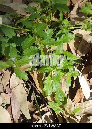 Austral Bugle (Ajuga australis) Plantae Stock Photo - Alamy