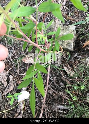Prairie flameleaf sumac (Rhus lanceolata) Plantae Stock Photo - Alamy