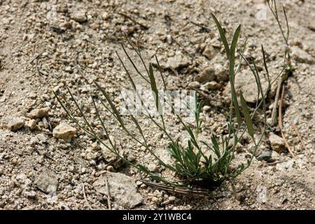 Howell's rockcress (Boechera howellii) Plantae Stock Photo - Alamy
