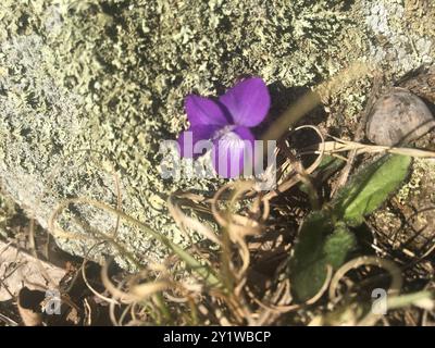 Arrowleaf Violet (Viola sagittata), Plantae, Selden Neck State Park, Lyme, CT, US Stock Photo ...