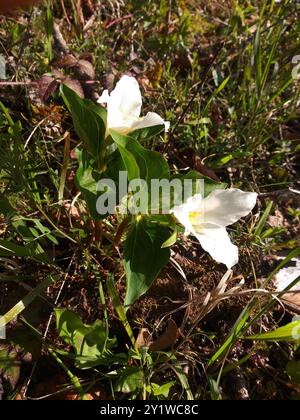 Pacific trillium (Trillium ovatum) Plantae Stock Photo - Alamy