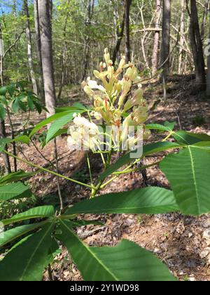 painted buckeye (Aesculus sylvatica), Plantae, Chapel Hill, NC, US ...