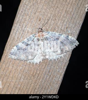 Tissue Moth (Triphosa haesitata) Insecta Stock Photo - Alamy