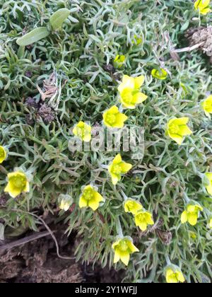 Curveseed Butterwort (Ceratocephala testiculata) Plantae Stock Photo ...