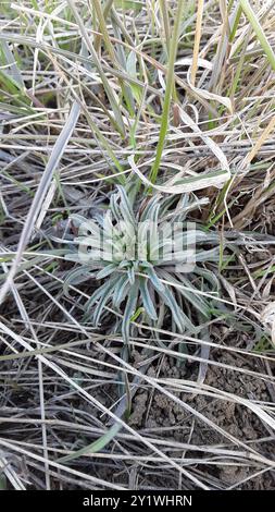 stoneseeds, puccoons, and gromwells (Lithospermum) Plantae Stock Photo ...