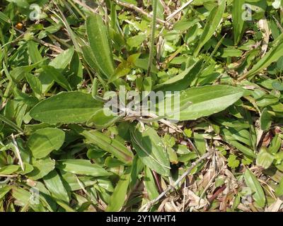 dwarf plantain (Plantago virginica), Plantae, Palm Coast, FL 32137, USA ...