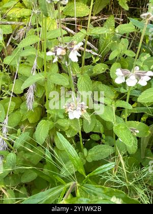 Rough Hedgenettle (Stachys rigida) Plantae Stock Photo - Alamy