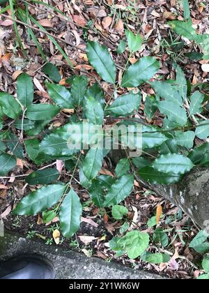 Australian Olive (Olea paniculata) Plantae Stock Photo - Alamy