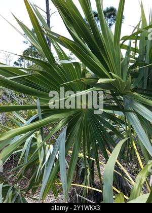 Key Thatch Palm (Leucothrinax morrisii) Plantae Stock Photo - Alamy