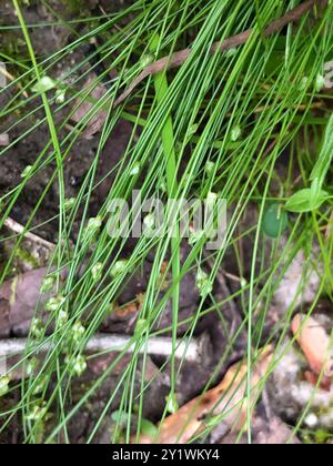 Keeled bulrush (Isolepis carinata Stock Photo - Alamy