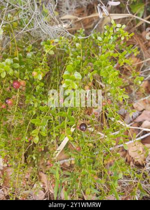 Shiny blueberry (Vaccinium myrsinites) Plantae Stock Photo - Alamy