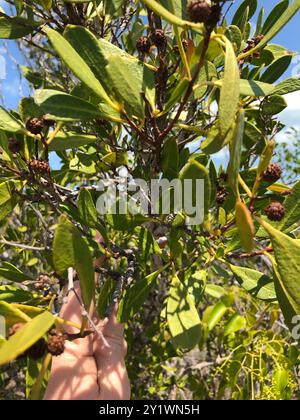 Green Buttonwood (Conocarpus erectus) Plantae Stock Photo - Alamy