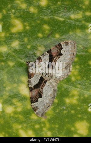 Flame Carpet (Xanthorhoe designata), Insecta, Mill Farm, Kirkgunzeon ...