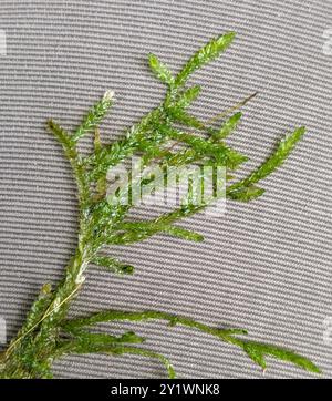 shingle moss (Neckera pennata), Plantae, Fraser Valley, BC, Canada ...