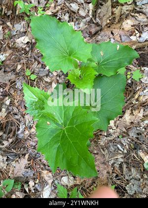 pale Indian plantain (Arnoglossum atriplicifolium) Plantae Stock Photo ...