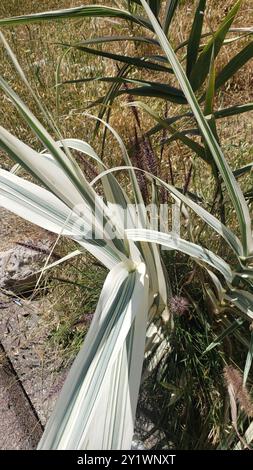 Spanish reed (Arundo donax versicolor) Plantae Stock Photo - Alamy