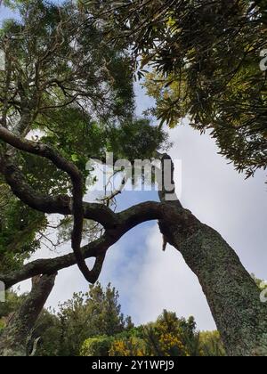 Narrow leaved maire (Nestegis montana) Plantae Stock Photo - Alamy