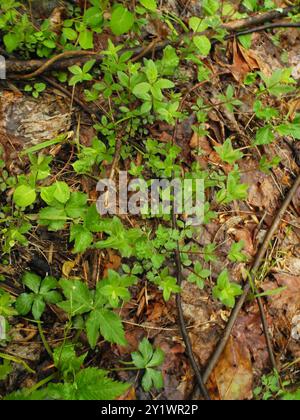 licorice bedstraw (Galium circaezans) Plantae Stock Photo - Alamy