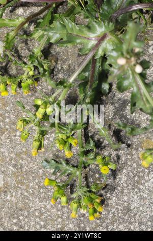 common groundsel (Senecio vulgaris) Plantae Stock Photo - Alamy