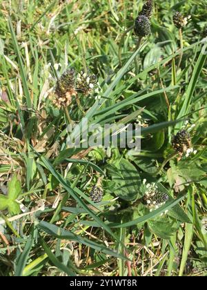 ribwort plantain (Plantago lanceolata) Plantae Stock Photo - Alamy