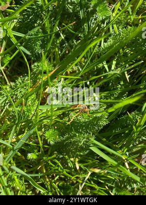 Common Copperback (Ferdinandea cuprea) Insecta Stock Photo - Alamy