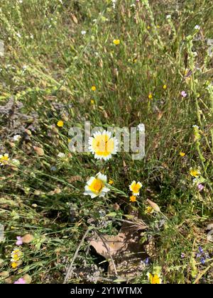 Tidytips (Layia) Plantae Stock Photo - Alamy