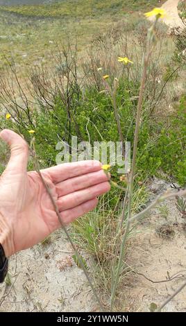 Fivetooth Babooncabbage (Othonna quinquedentata) Plantae Stock Photo ...