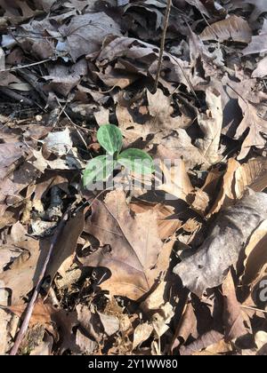 toadshade (Trillium sessile) Plantae Stock Photo - Alamy