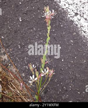 Southern Beeblossom (Oenothera simulans) Plantae Stock Photo - Alamy