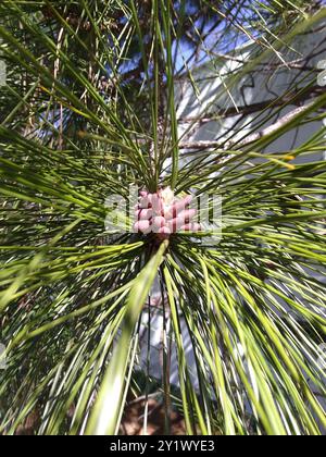 hard pines (Pinus) Plantae Stock Photo - Alamy