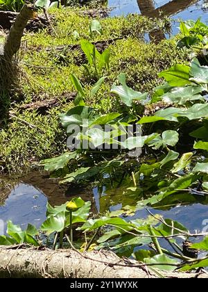 spatterdock (Nuphar advena) Plantae Stock Photo - Alamy