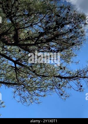 pond pine (Pinus serotina) Plantae Stock Photo - Alamy