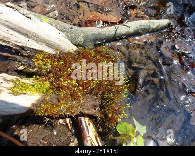 joint-toothed mosses (Bryopsida), Plantae, Burnaby, BC V3N 4G8, Canada ...