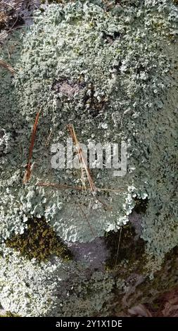 rock greenshield lichen (Flavoparmelia baltimorensis) Fungi Stock Photo ...