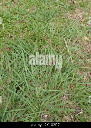 Taranui (Paspalum orbiculare) Plantae Stock Photo - Alamy