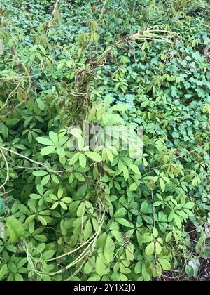 Five-leaf akebia (Akebia quinata), Plantae, Kamikoshikicho Nakakoshiki ...