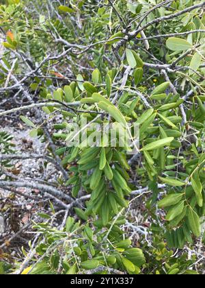 Necklace pod (Sophora tomentosa) Plantae Stock Photo - Alamy