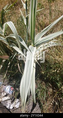 Spanish reed (Arundo donax versicolor) Plantae Stock Photo - Alamy