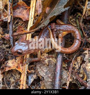 Ensatina (Ensatina eschscholtzii) Amphibia Stock Photo - Alamy