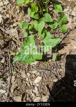 white rattlesnake root (Nabalus albus) Plantae Stock Photo - Alamy