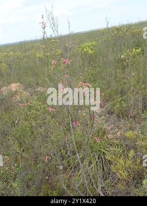 Twotone Heath (Erica versicolor) Plantae Stock Photo - Alamy