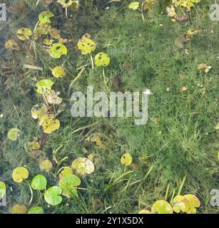 common stonewort (Chara vulgaris) Plantae Stock Photo - Alamy