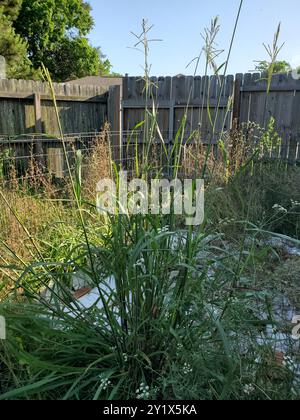 Vasey Grass (Paspalum urvillei) Plantae Stock Photo - Alamy