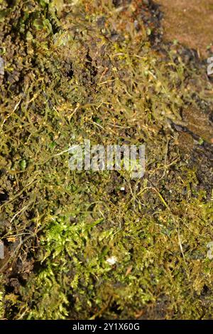 common pellia (Pellia epiphylla) Plantae Stock Photo - Alamy