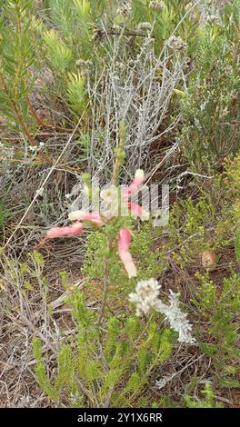 Twotone Heath (Erica versicolor) Plantae Stock Photo - Alamy